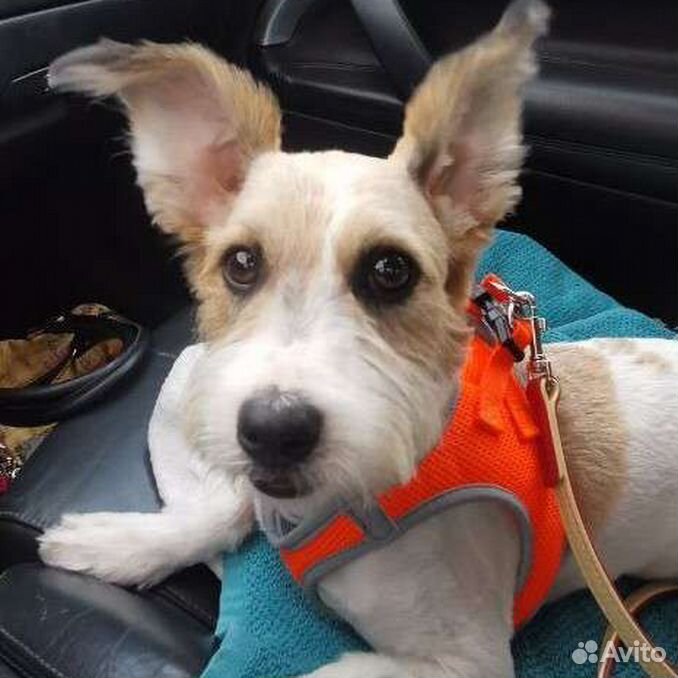 Лапушка, малышка в добрые руки