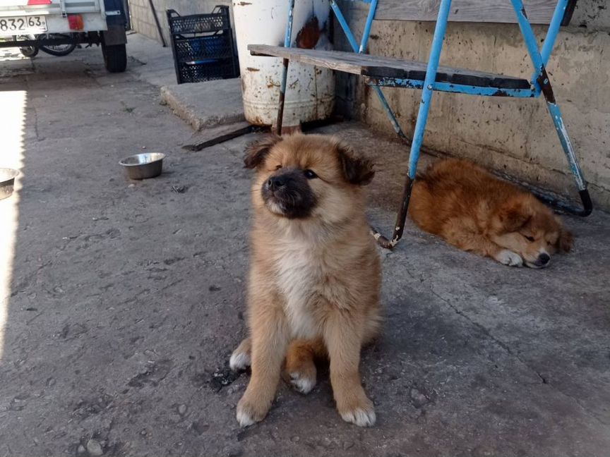 Мама акита ину, папа лайка