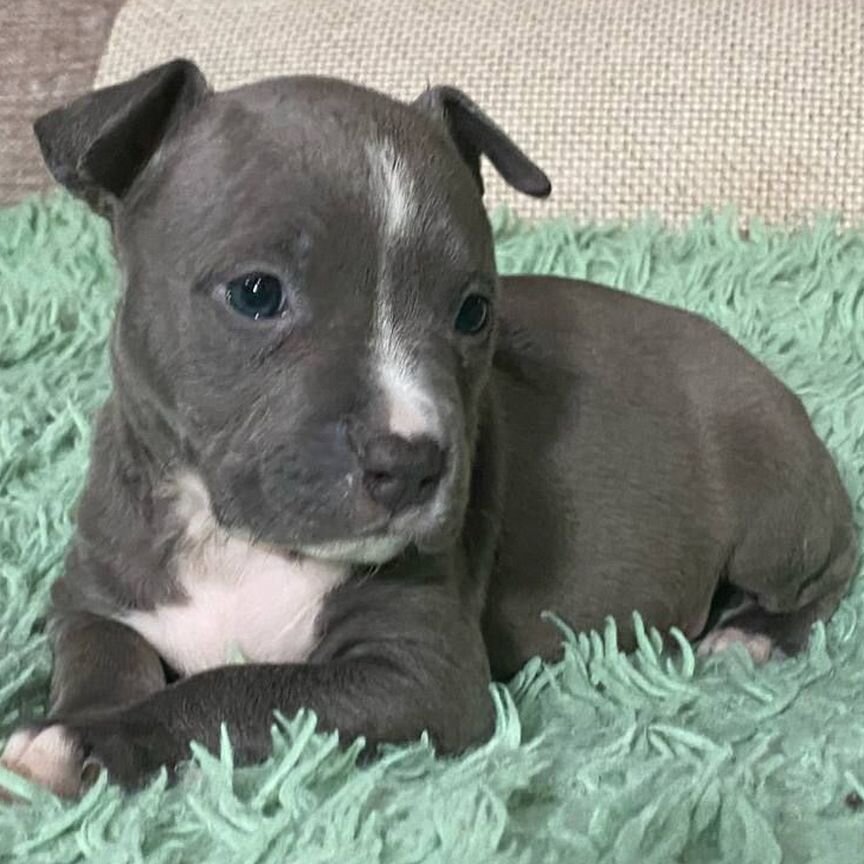 Голубая девочка американского стаффорда