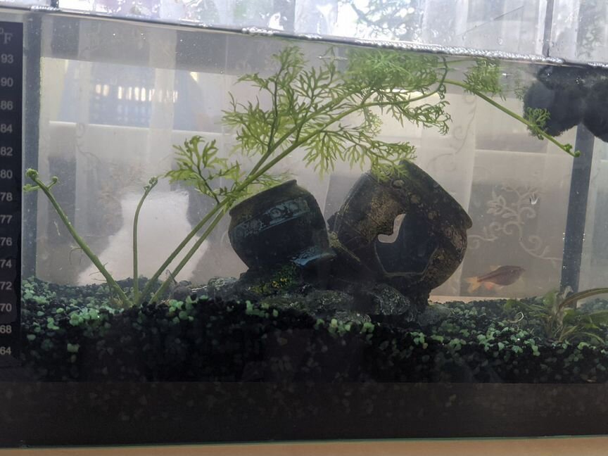 Аквариум с рыбами и оборудованием