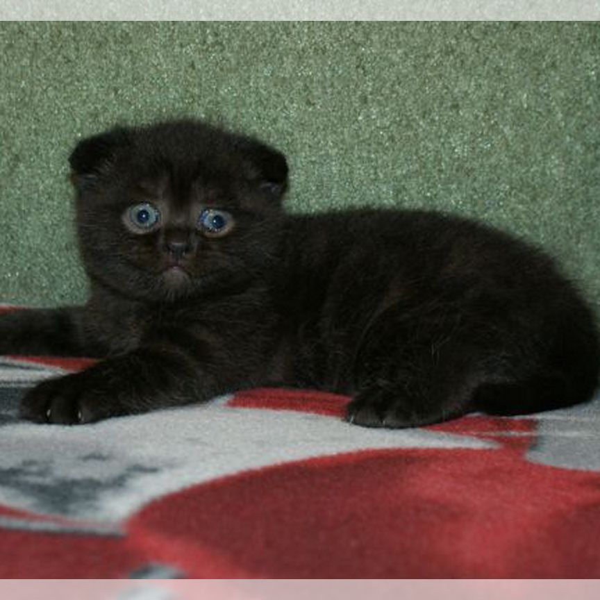 Шотландский вислоухий короткошёрстный котёнок