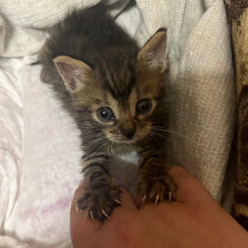 Котенок в добрые руки