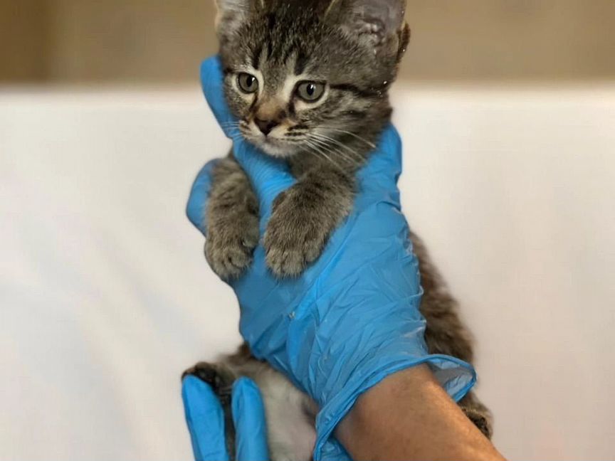 Котенок в добрые руки