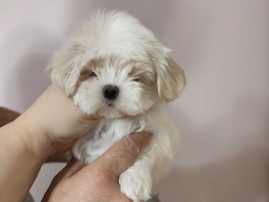 Красивый мальчик мальтезе