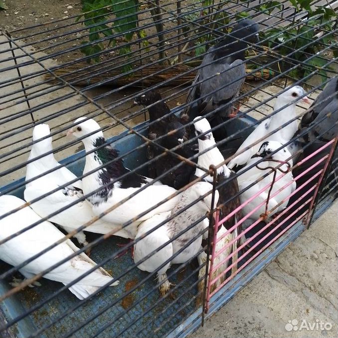 Продажа бакинских голубей