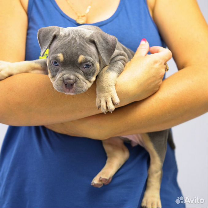 Американский Булли щенок голубой триколор покет