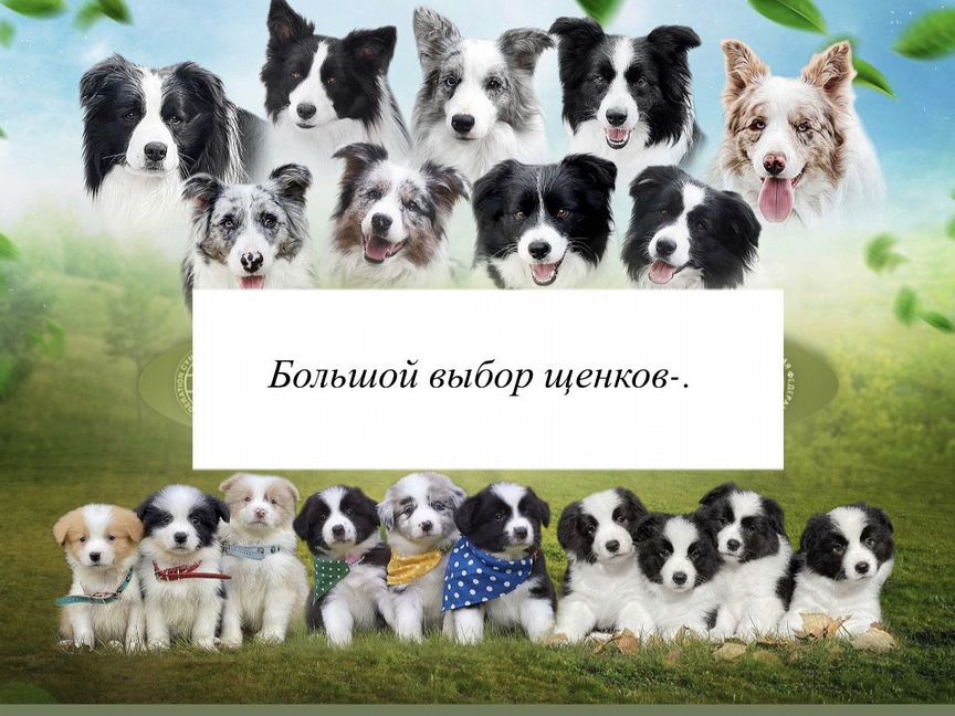Бордер колли