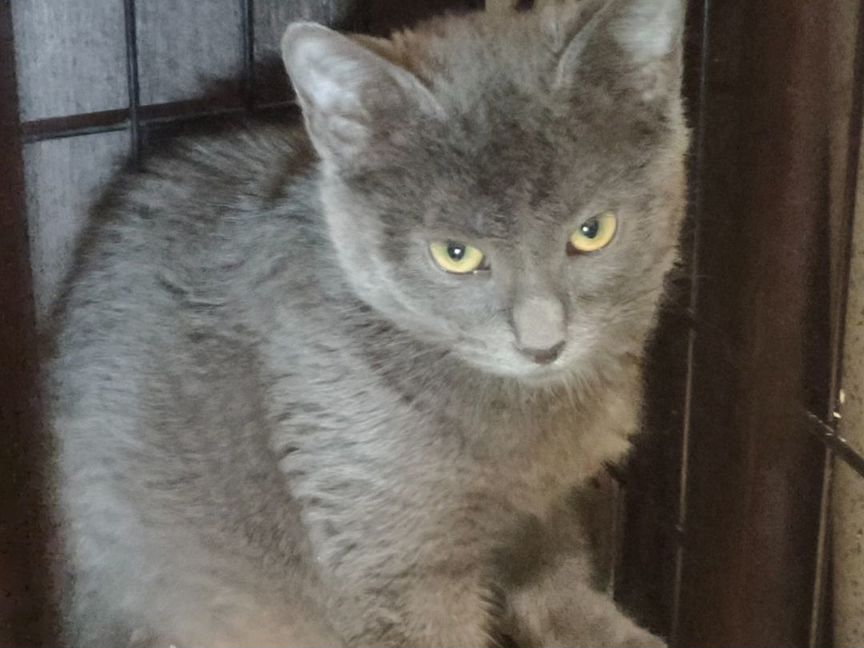 Котенку девочке Дымке нужен дом