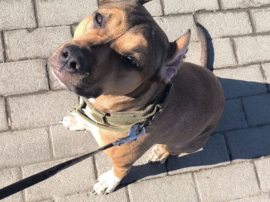 Сука стаффа