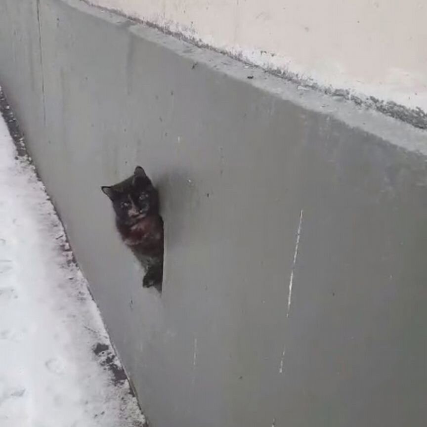 Заберите с улицы кошечку, страдает