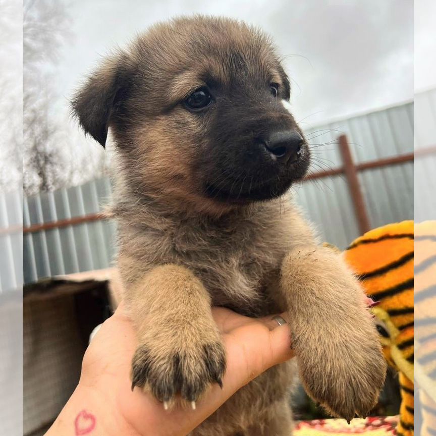 Щенок в добрые руки