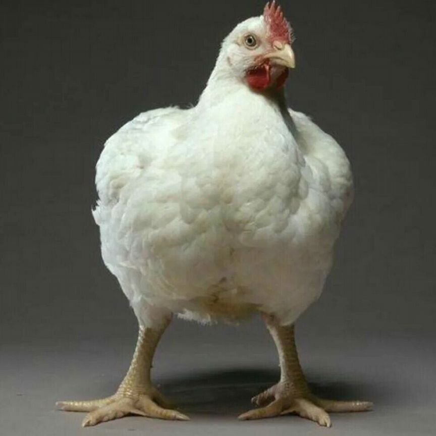 Цыплята бройлеры кобб 500