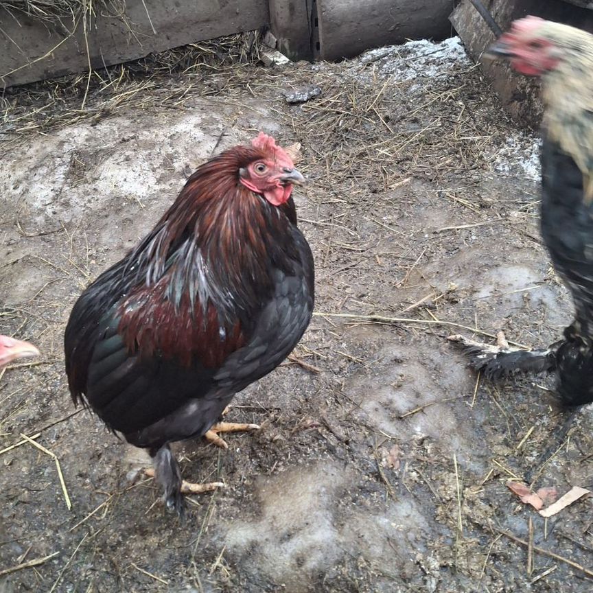 Породистые петухи