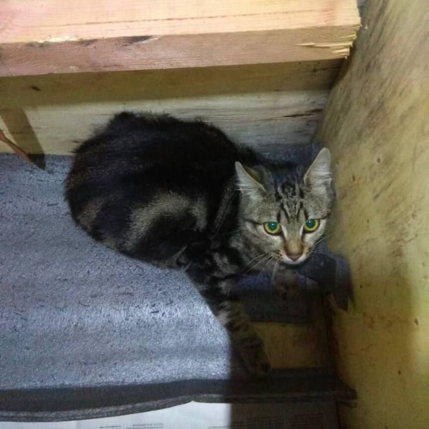 Маленький котенок нуждается в доме