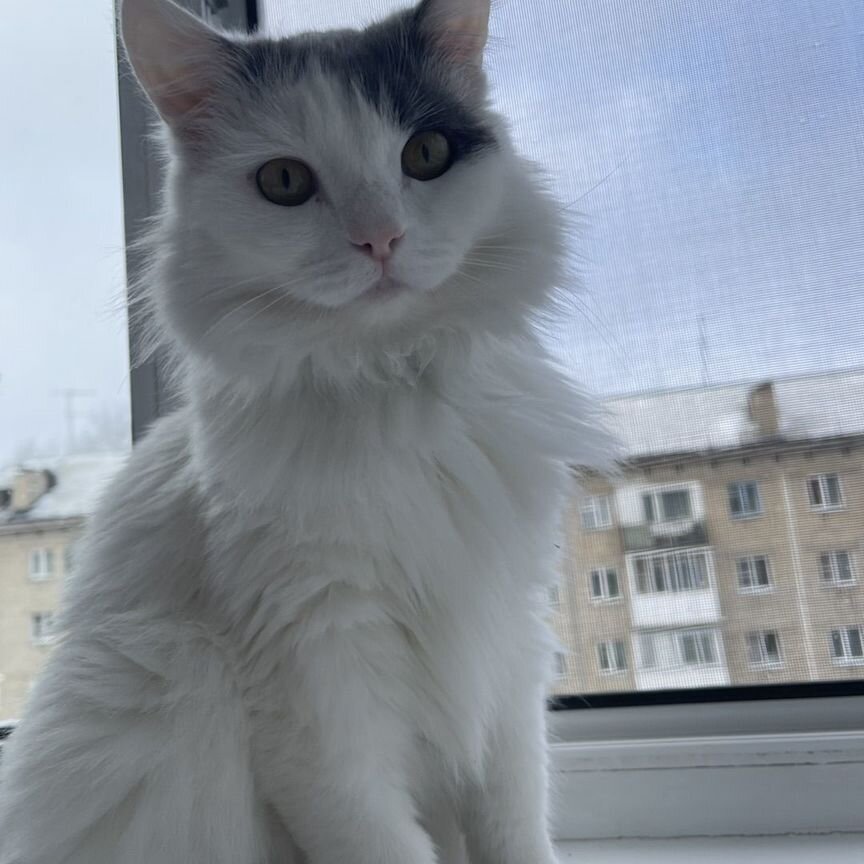 Кошечка в добрые руки