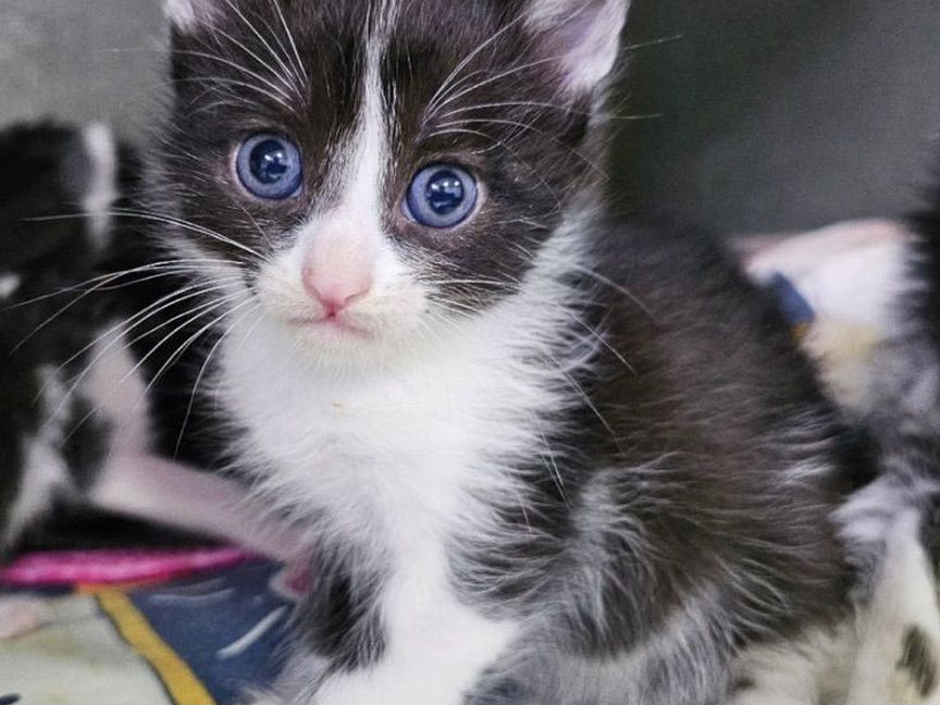 Бело-черный милый котенок в добрые руки