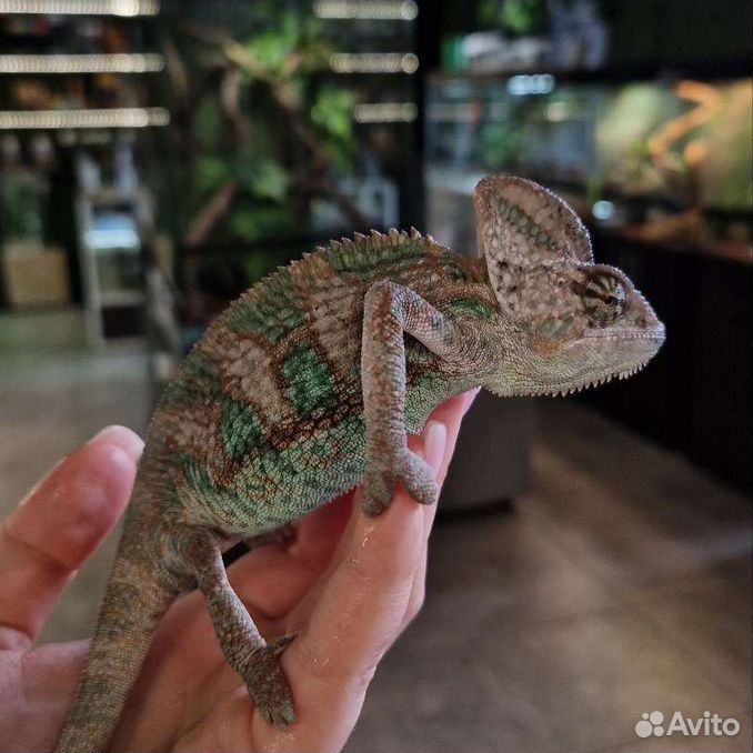 Йеменский хамелеон самец