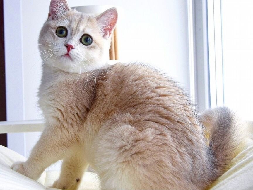 Шотландская девочка редкого окраса ay 12