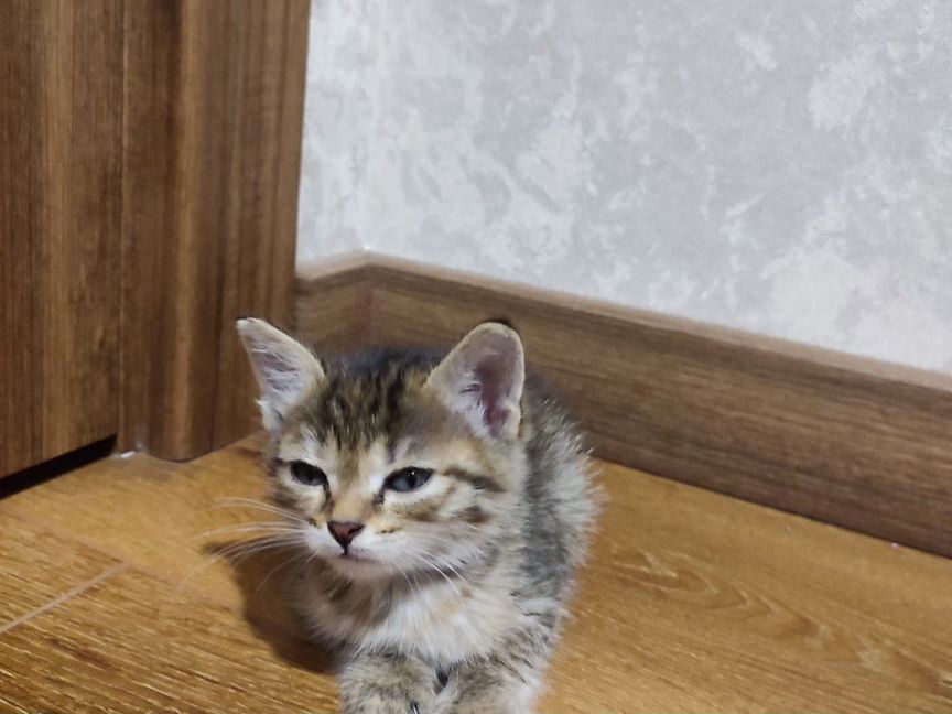 Кошка