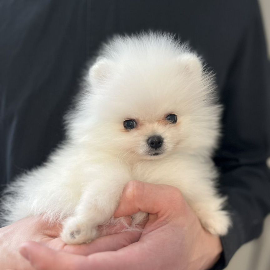 Чудесные малыши