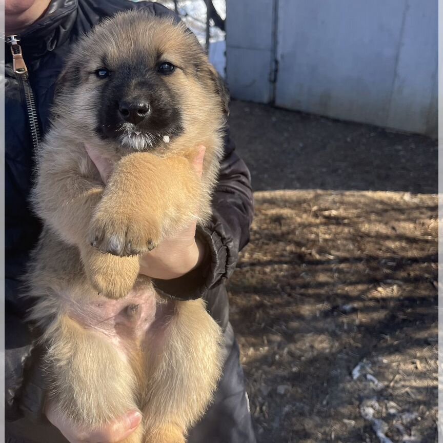 Щенок в добрые руки