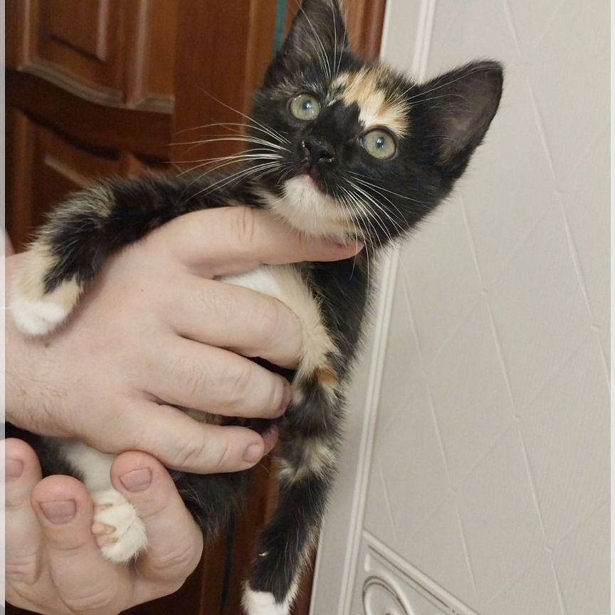 Зеленоглазая Трехцветочка