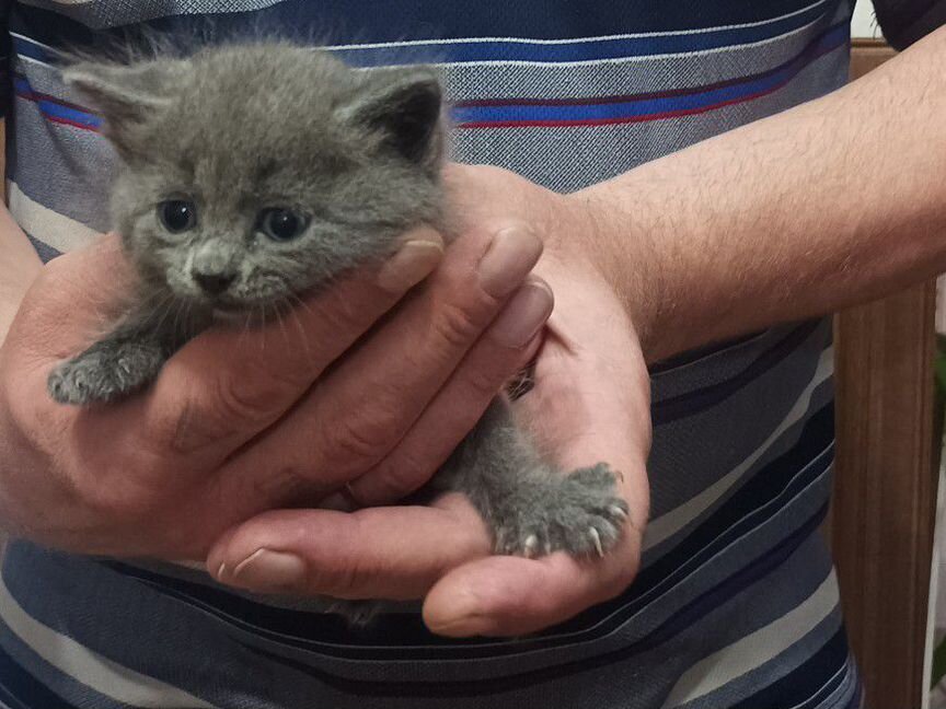 Домашние животные котята