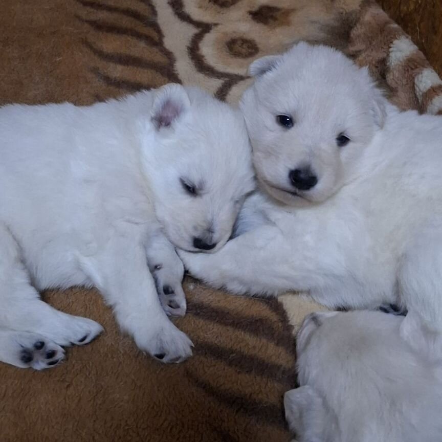 Белая швейцарская овчарка, щенок