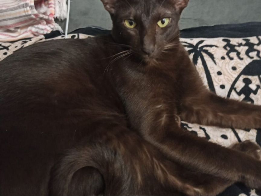 Ориентальная кошка