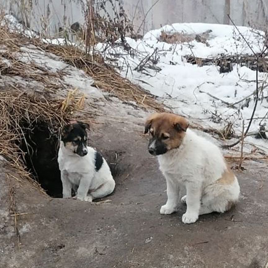 Щенок в добрые руки