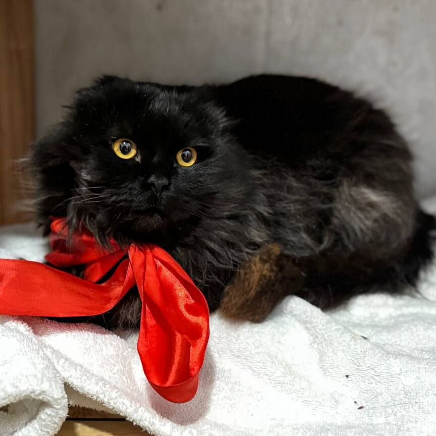 Взрослый кот в добрые руки