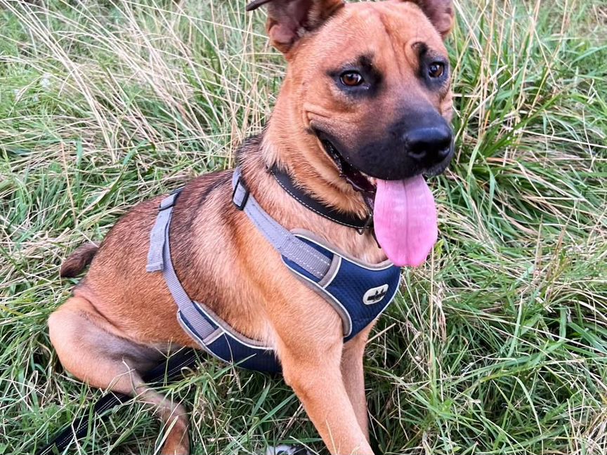 Собака в добрые руки