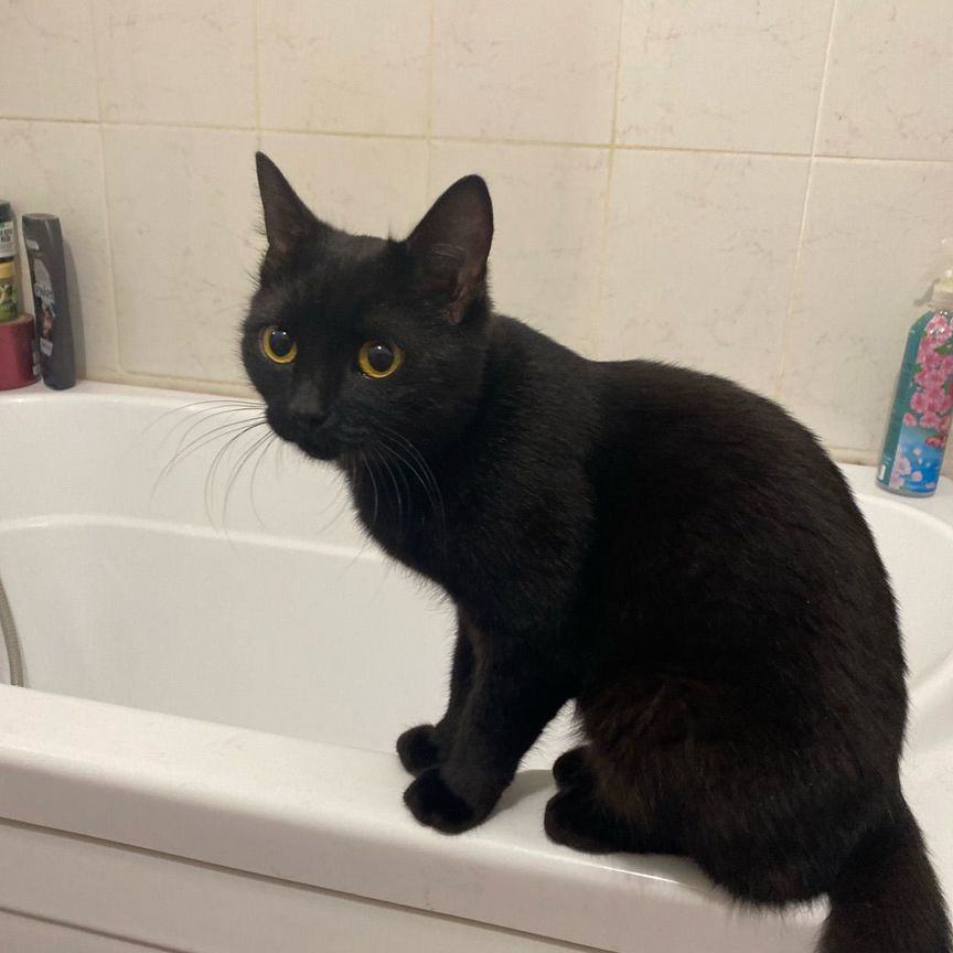 Найдена черная кошка