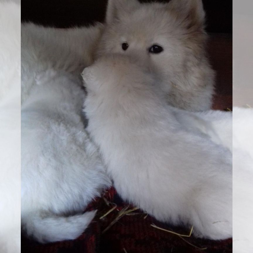 Щенки Самоедской лайки