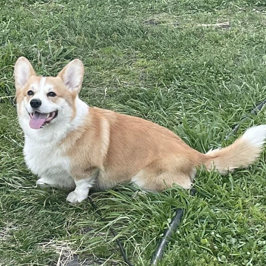 Вельш-корги пемброк вязка