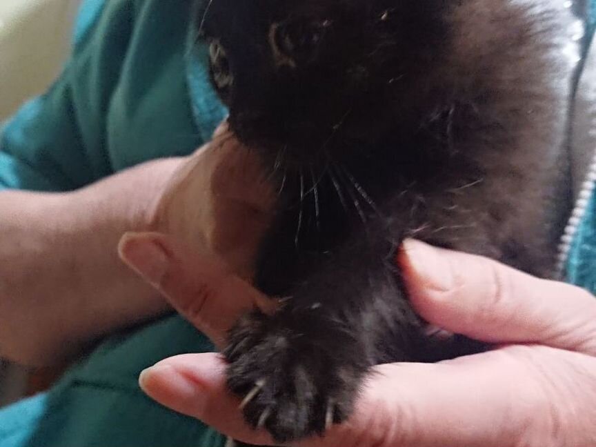 Кошки