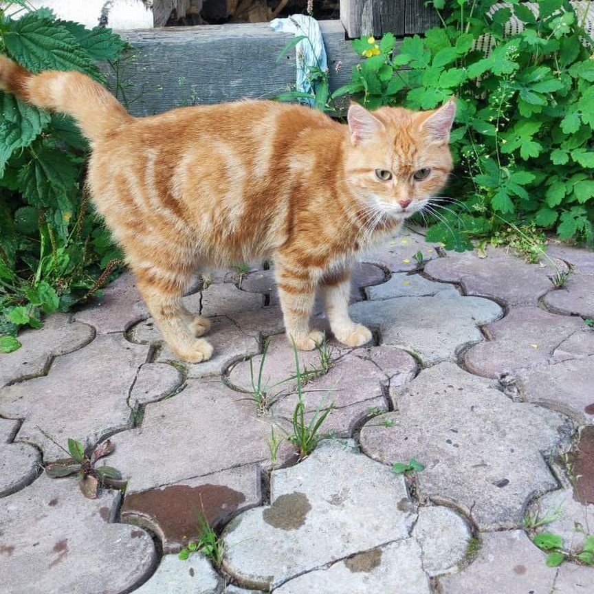 Молоденькая кошечка