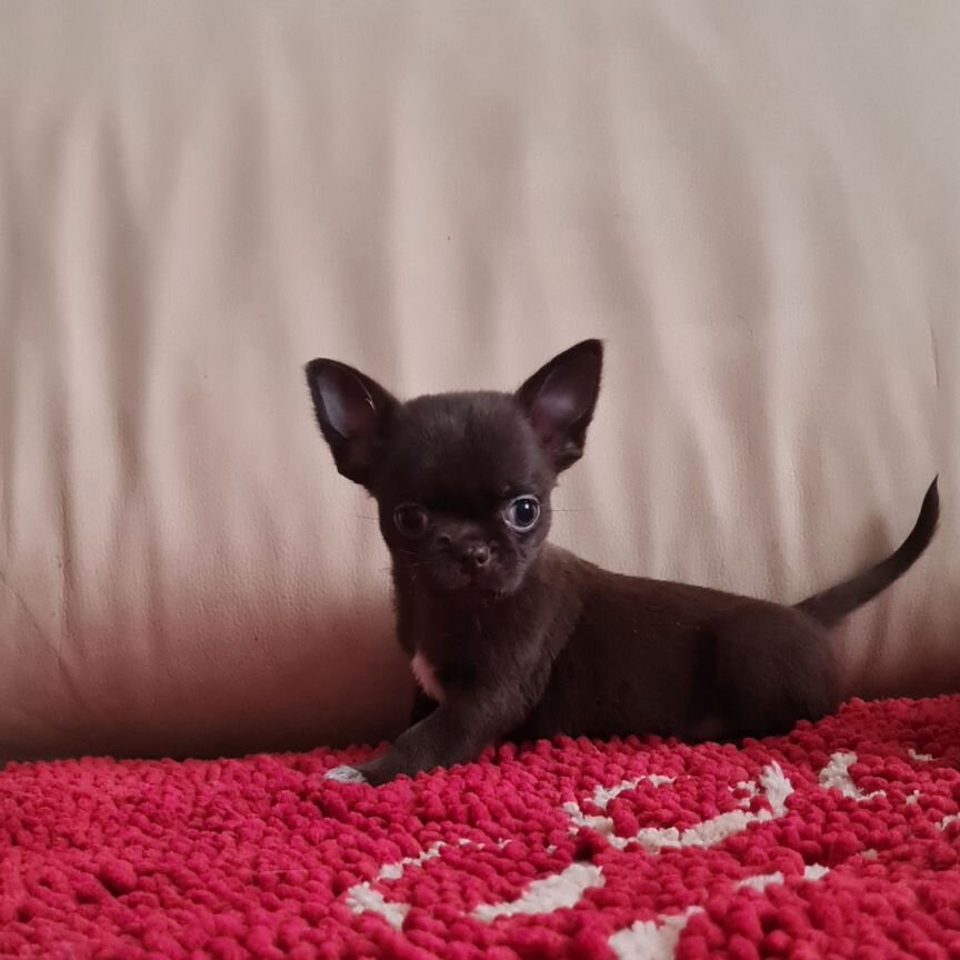 Шоколадный чихуахуа