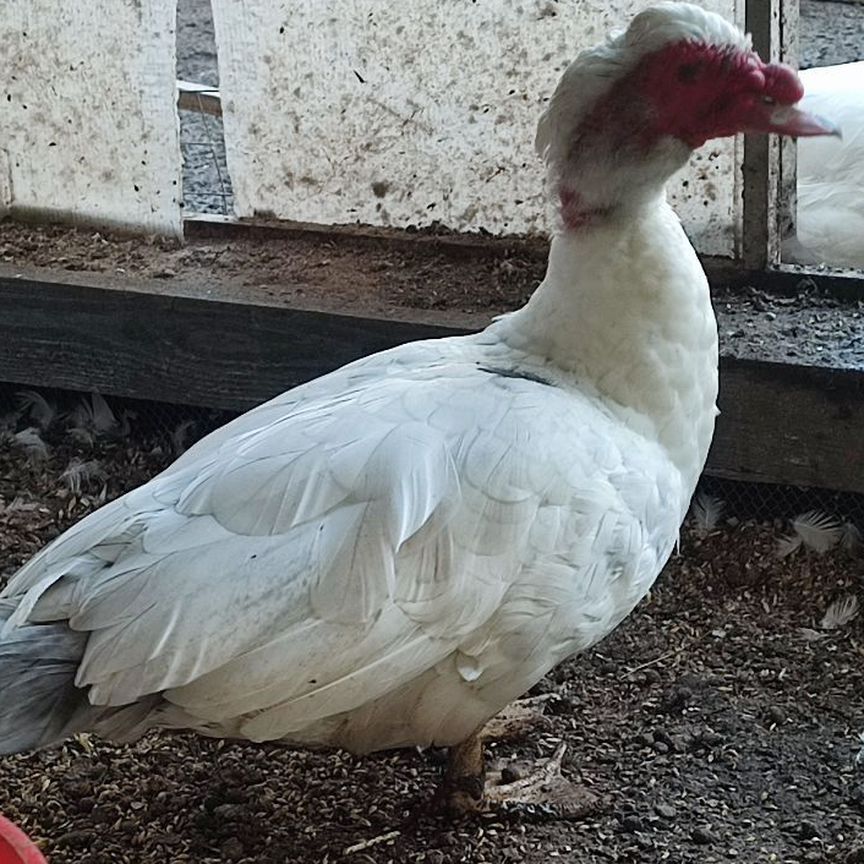 Мускусные утки лаванда