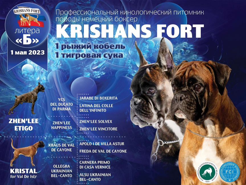 Щенки немецкого боксёра, литера "Б"