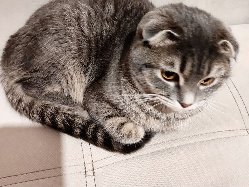 Шотландская вислоухая кошка бесплатно