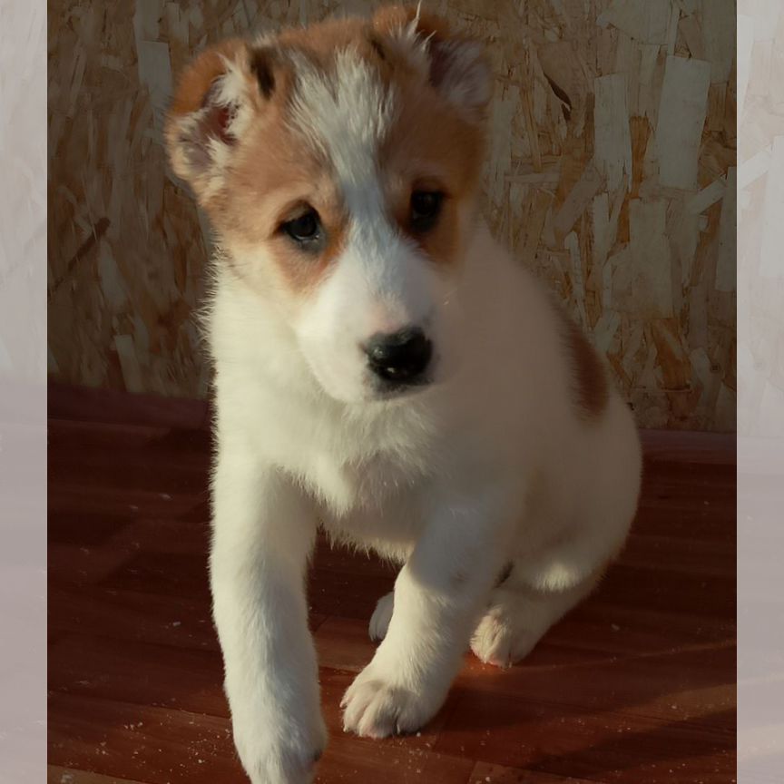 Среднеазиатская овчарка, щенок