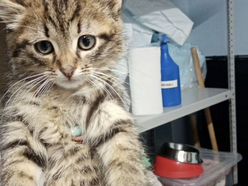 Котята в добрые руки