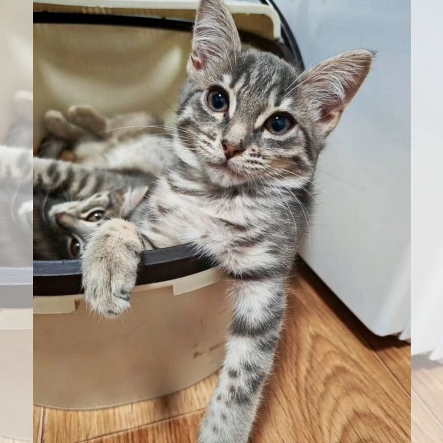 Котёнок в добрые руки