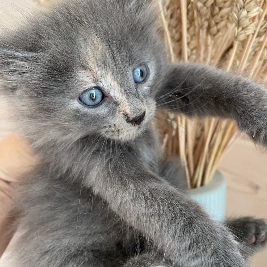 Котенок