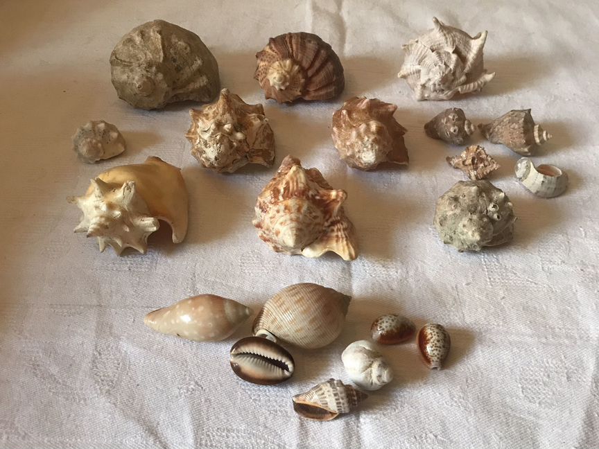 Ракушки морские
