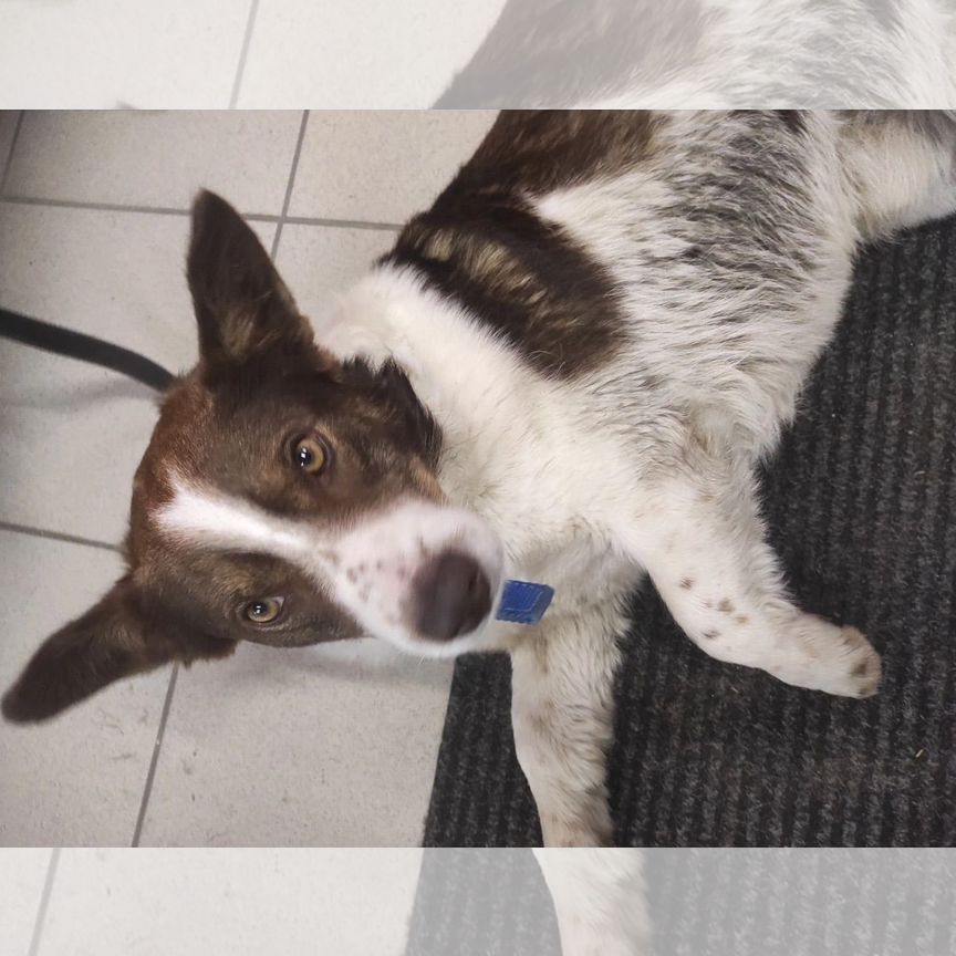 Взрослый пёс в добрые руки