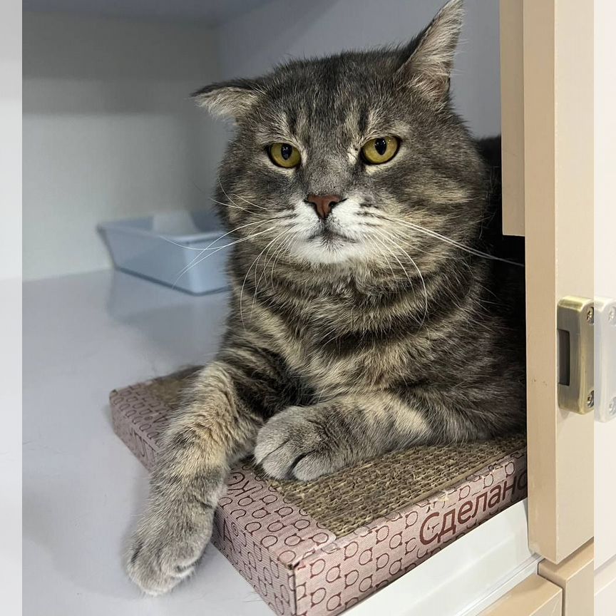 Взрослый кот в добрые руки