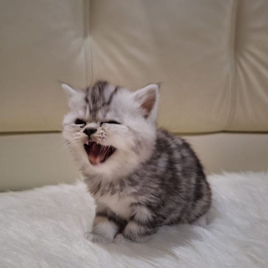 Котёнок экзот