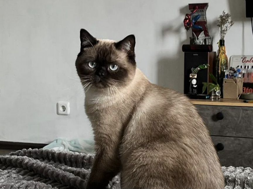 Кот шотландец